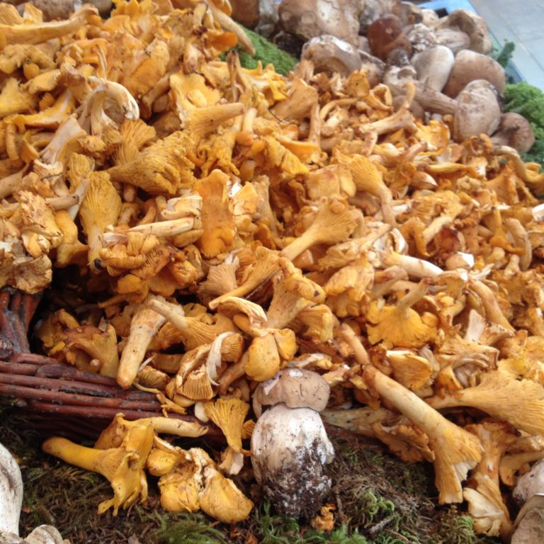 Pleine saison des champignons - A la table d Astrid